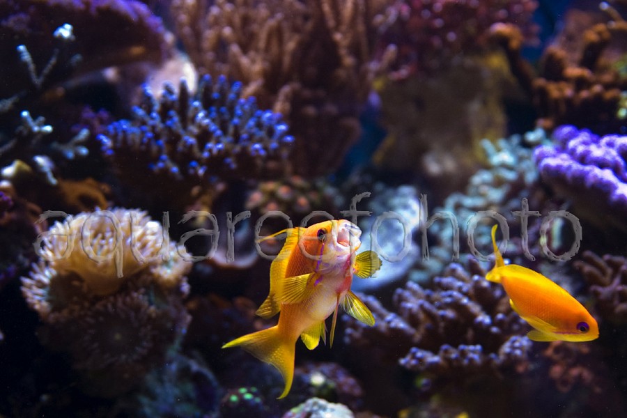 Anthiinae/Anthias « Aqua Reef Photo – Marine Photo Database & Resource