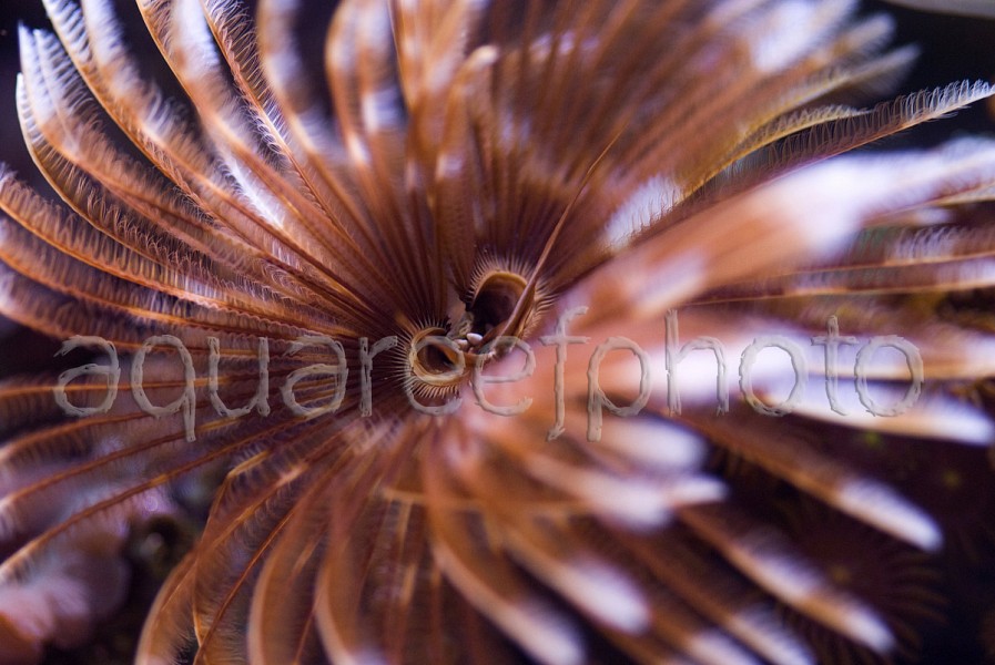 Sabellida / Tubeworms « Aqua Reef Photo – Marine Photo Database & Resource