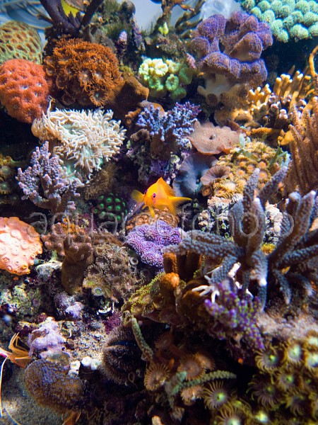 Anthiinae/Anthias « Aqua Reef Photo – Marine Photo Database & Resource