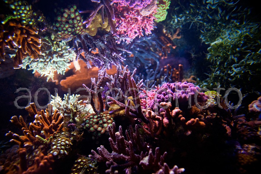 Zoanthidae « Aqua Reef Photo – Marine Photo Database & Resource