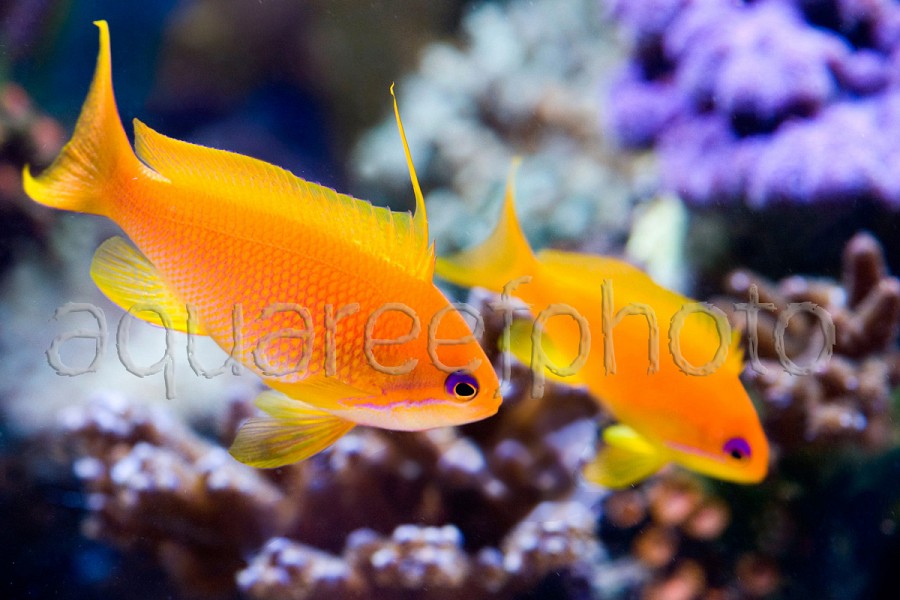 Anthiinae/Anthias « Aqua Reef Photo – Marine Photo Database & Resource