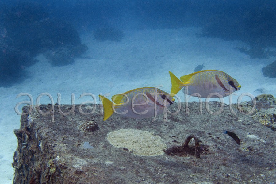 Siganidae/ Rabbitfish « Aqua Reef Photo – Marine Photo Database & Resource