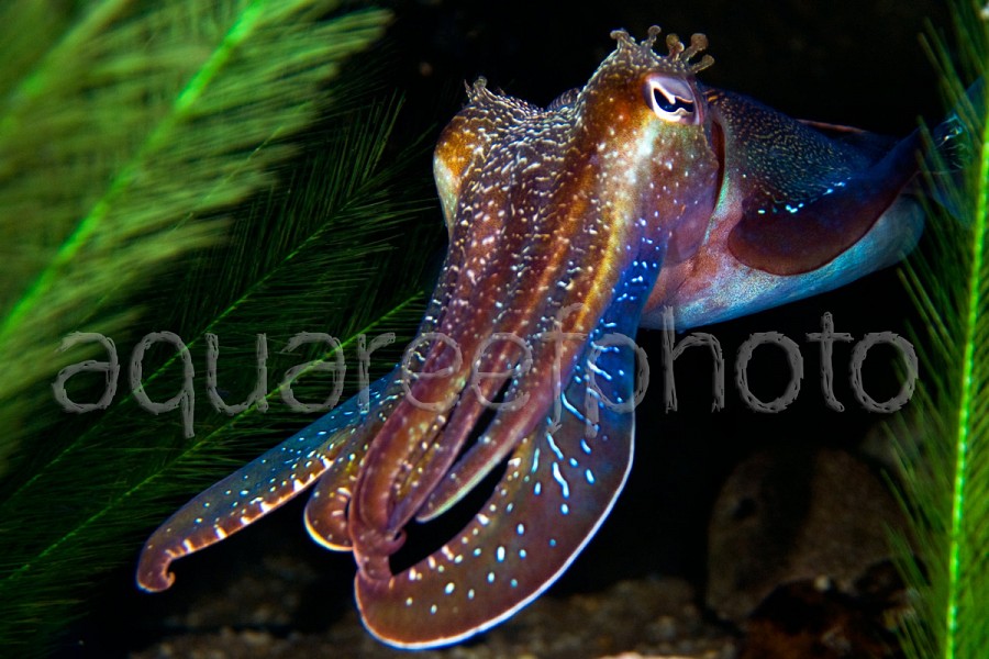Sepiidae/Cuttlefish « Aqua Reef Photo – Marine Photo Database & Resource