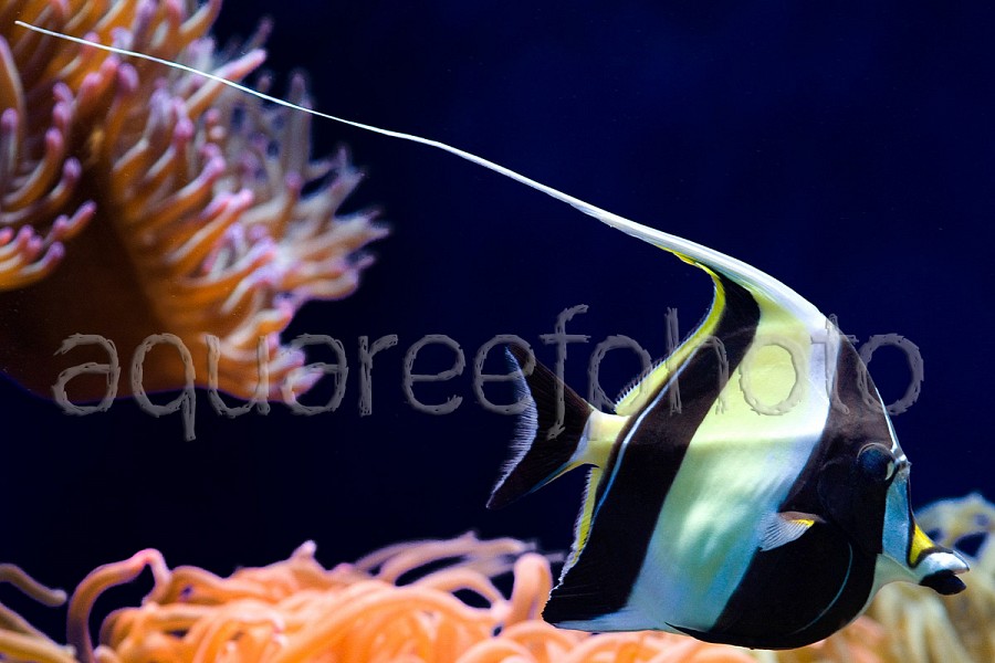 Zanclidae / Moorish idol « Aqua Reef Photo – Marine Photo Database ...