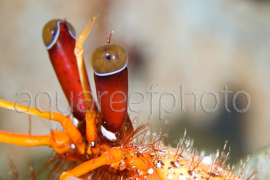 Paguroidea/Hermit crab « Aqua Reef Photo – Marine Photo Database & Resource