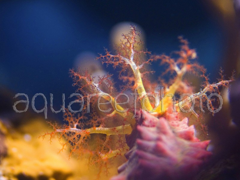 Other Echinoderm « Aqua Reef Photo – Marine Photo Database & Resource