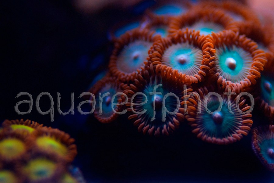 Zoanthidae « Aqua Reef Photo – Marine Photo Database & Resource