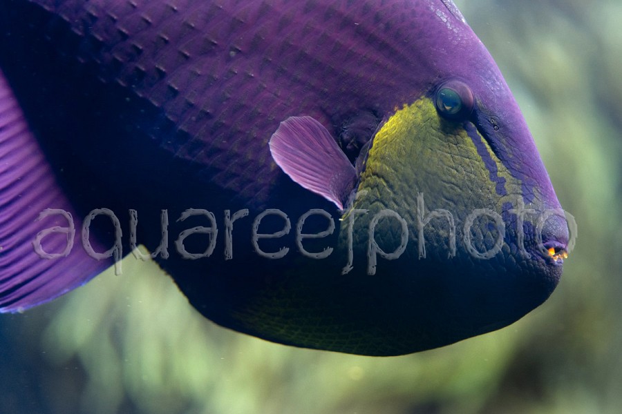 Balistidae/Triggerfish « Aqua Reef Photo – Marine Photo Database & Resource