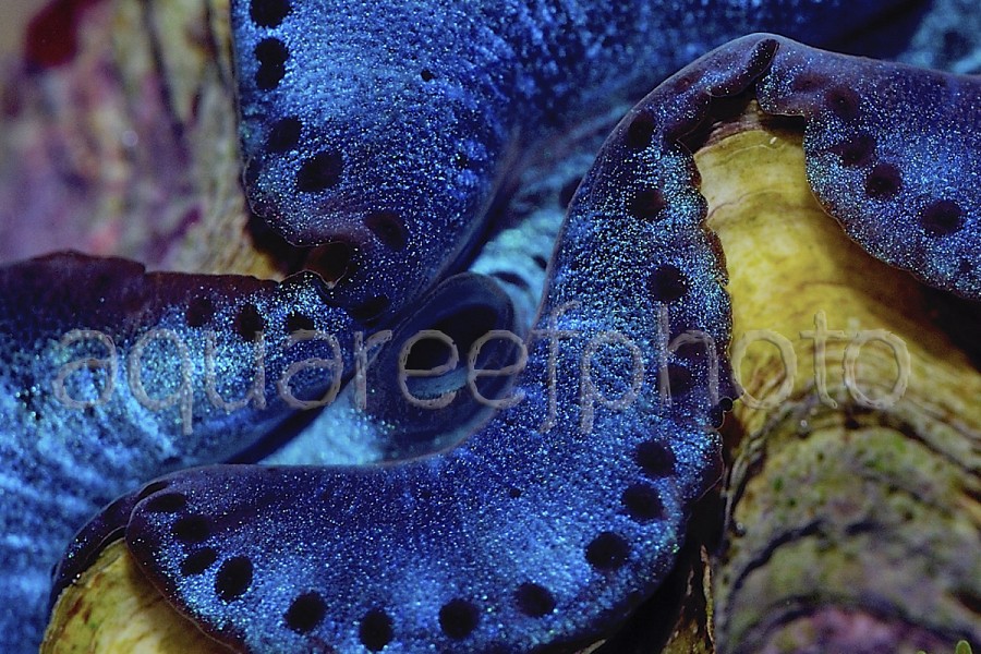 Bivalvia/ Clams & Seashells « Aqua Reef Photo – Marine Photo Database ...