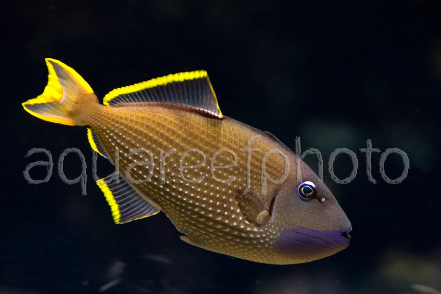Balistidae/Triggerfish « Aqua Reef Photo – Marine Photo Database & Resource