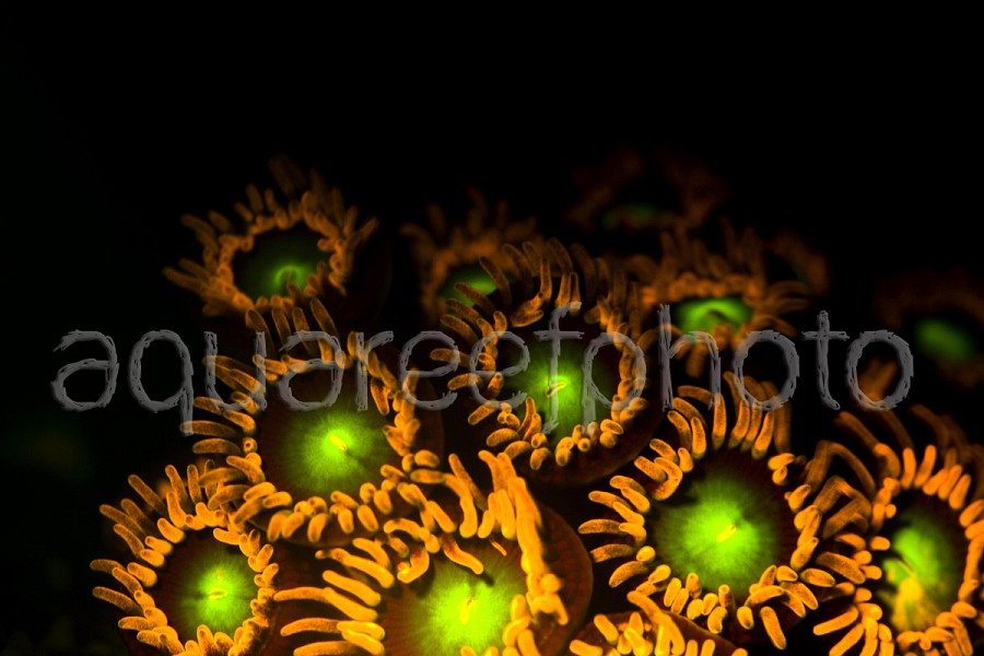 Zoanthidae « Aqua Reef Photo – Marine Photo Database & Resource