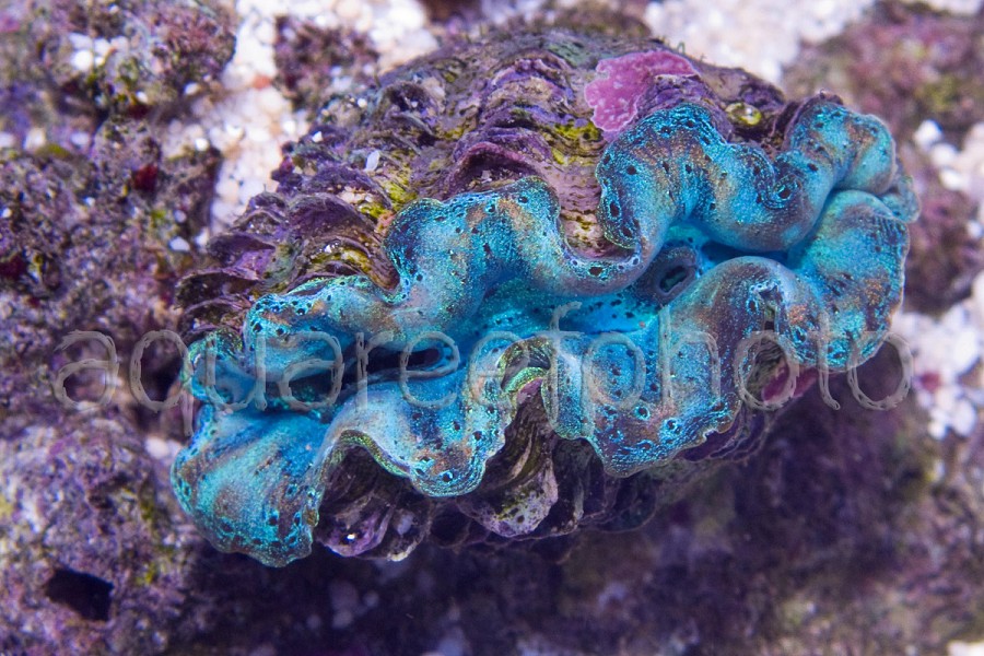 Bivalvia/ Clams & Seashells « Aqua Reef Photo – Marine Photo Database ...