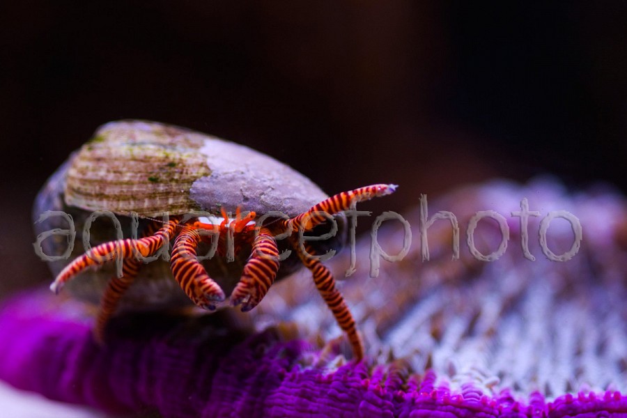 Paguroidea/Hermit crab « Aqua Reef Photo – Marine Photo Database & Resource