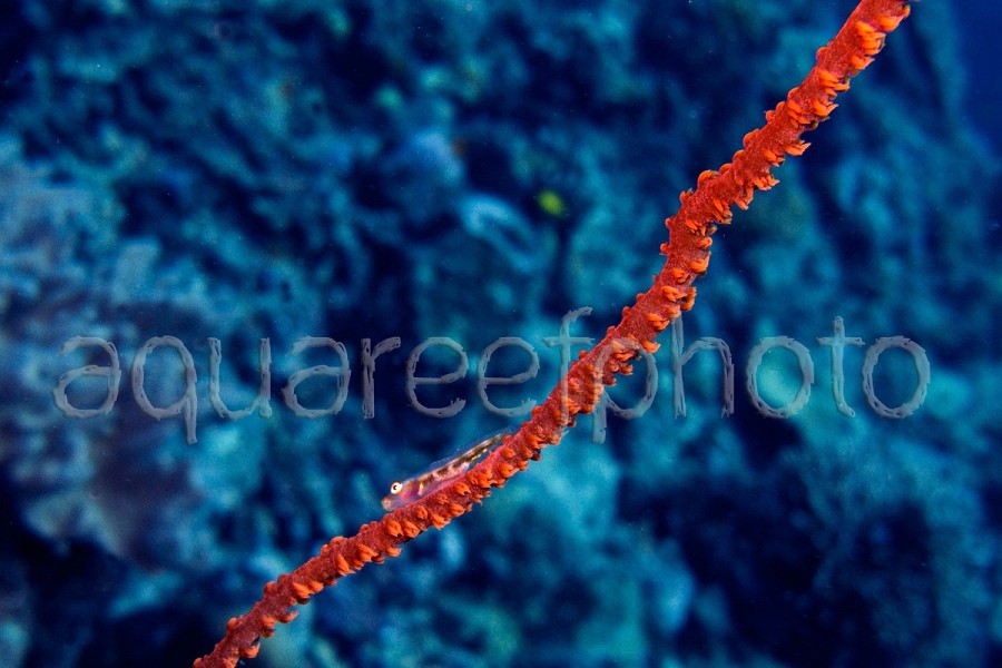 Antipatharia / Black Coral « Aqua Reef Photo – Marine Photo Database ...