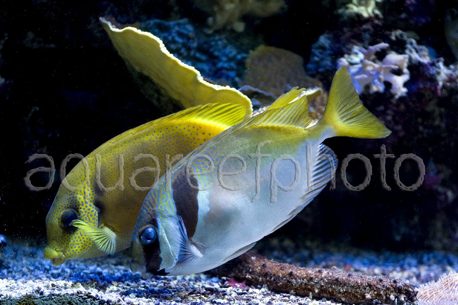 Siganidae/ Rabbitfish « Aqua Reef Photo – Marine Photo Database & Resource