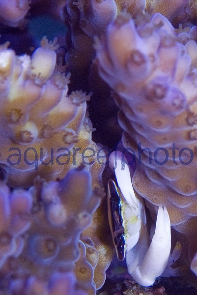 Brachyura/Crabs « Aqua Reef Photo – Marine Photo Database & Resource