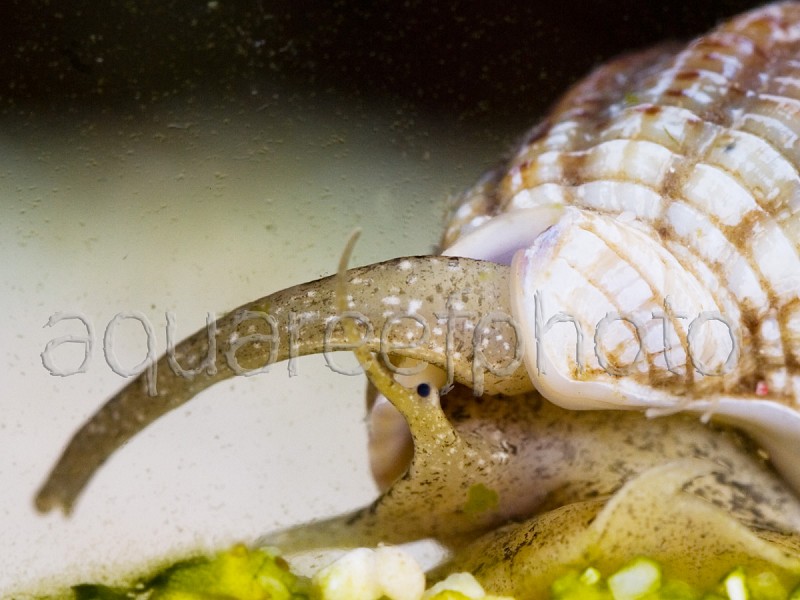 Gastropoda / Snails « Aqua Reef Photo – Marine Photo Database & Resource