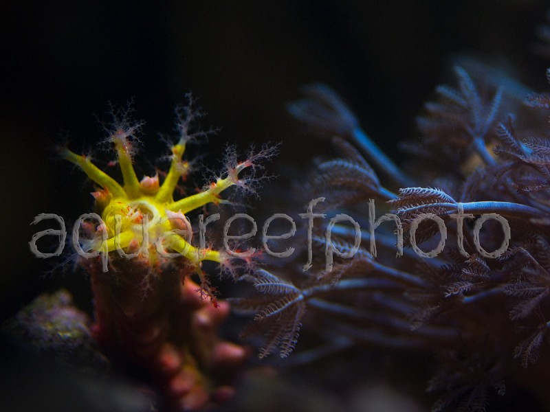 Other Echinoderm « Aqua Reef Photo – Marine Photo Database & Resource