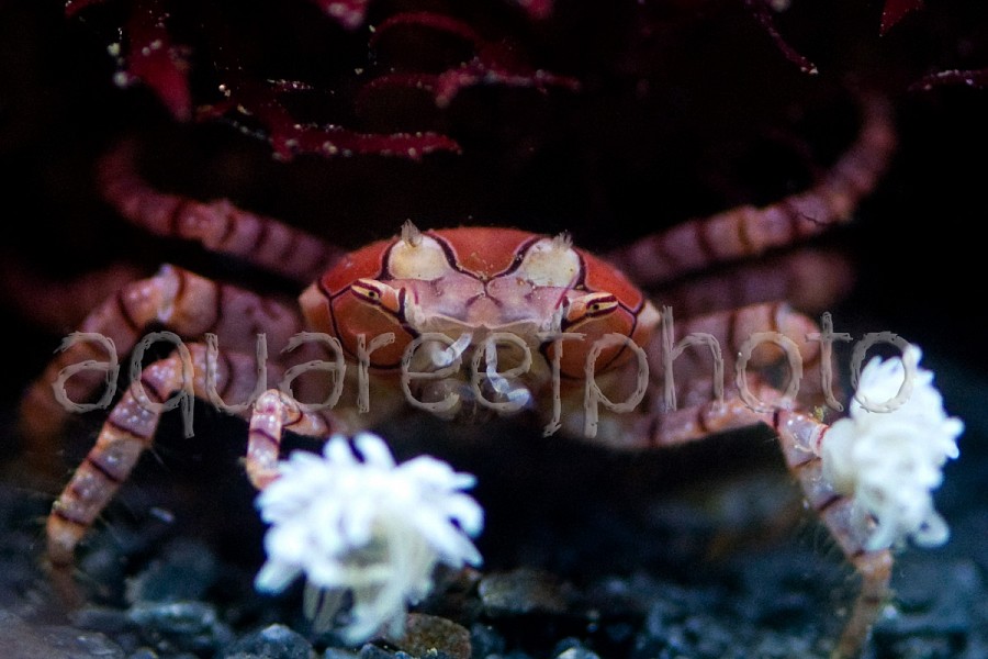 Brachyura/Crabs « Aqua Reef Photo – Marine Photo Database & Resource