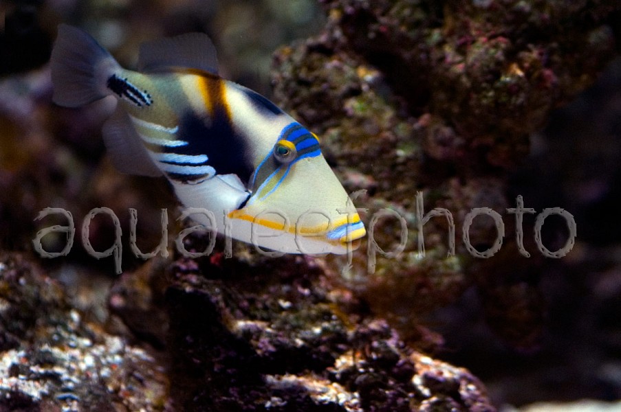 Balistidae/Triggerfish « Aqua Reef Photo – Marine Photo Database & Resource
