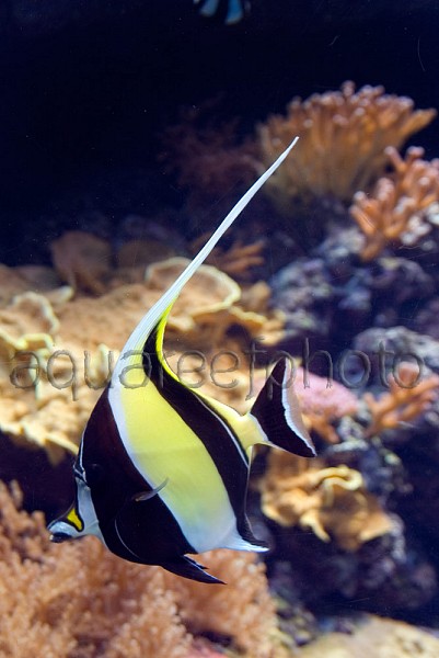 Zanclidae / Moorish idol « Aqua Reef Photo – Marine Photo Database ...