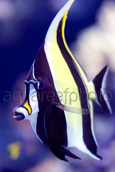 Zanclidae / Moorish idol « Aqua Reef Photo – Marine Photo Database ...