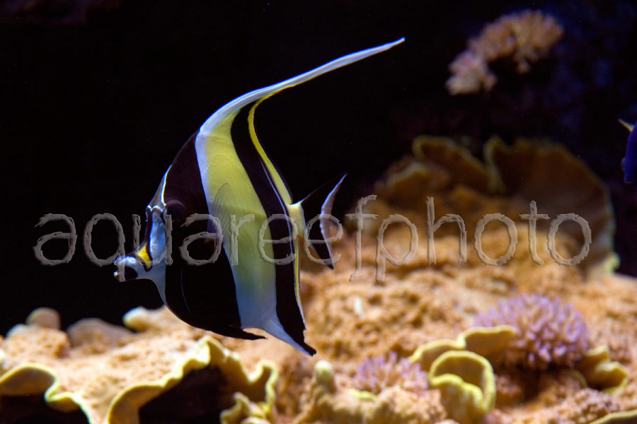 Zanclidae / Moorish idol « Aqua Reef Photo – Marine Photo Database ...