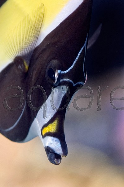 Zanclidae / Moorish idol « Aqua Reef Photo – Marine Photo Database ...