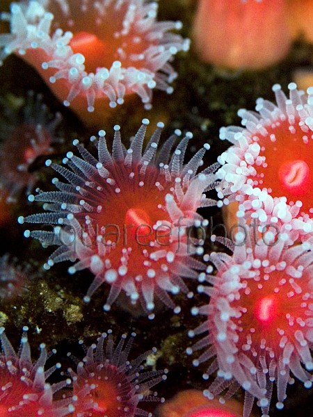 Corallimorpharia « Aqua Reef Photo – Marine Photo Database & Resource
