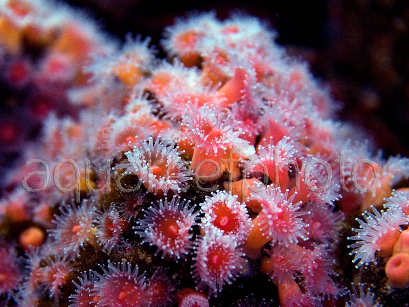 Corallimorpharia « Aqua Reef Photo – Marine Photo Database & Resource