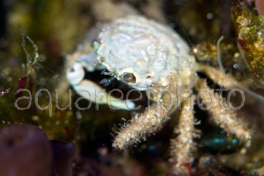 Brachyura/Crabs « Aqua Reef Photo – Marine Photo Database & Resource
