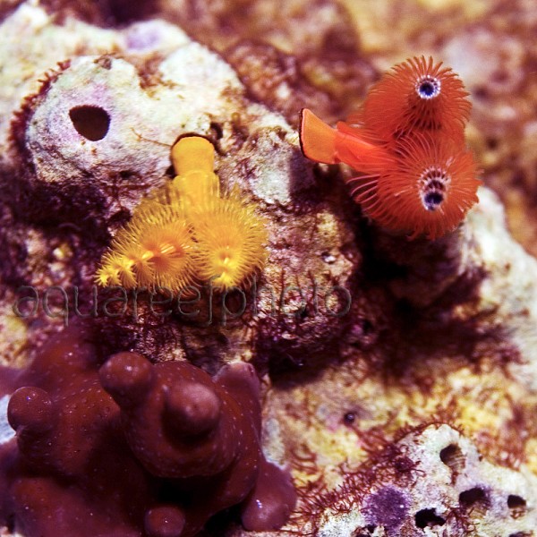 Sabellida / Tubeworms « Aqua Reef Photo – Marine Photo Database & Resource