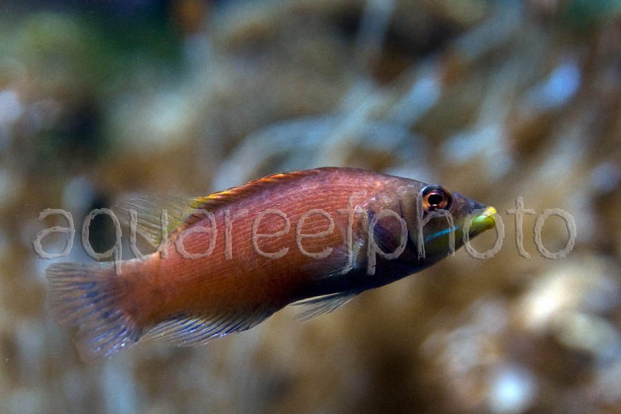 Labridae/Wrasse « Aqua Reef Photo – Marine Photo Database & Resource