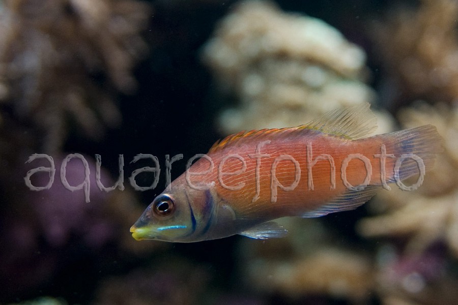 Labridae/Wrasse « Aqua Reef Photo – Marine Photo Database & Resource