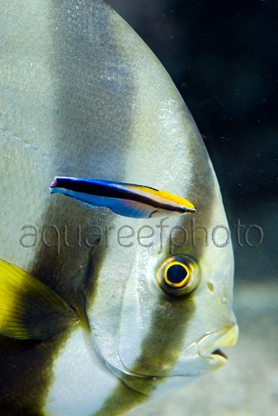 Labridae/Wrasse « Aqua Reef Photo – Marine Photo Database & Resource