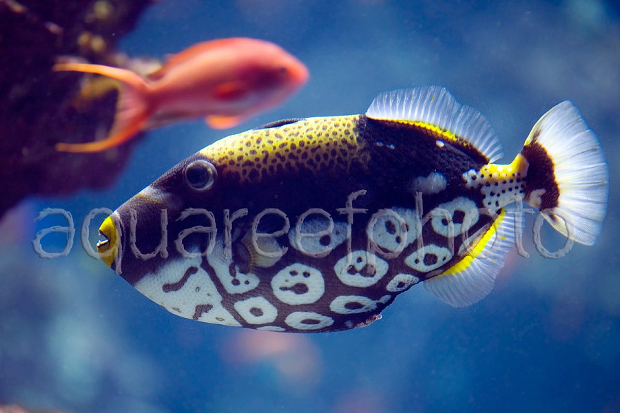 Balistidae/Triggerfish « Aqua Reef Photo – Marine Photo Database & Resource