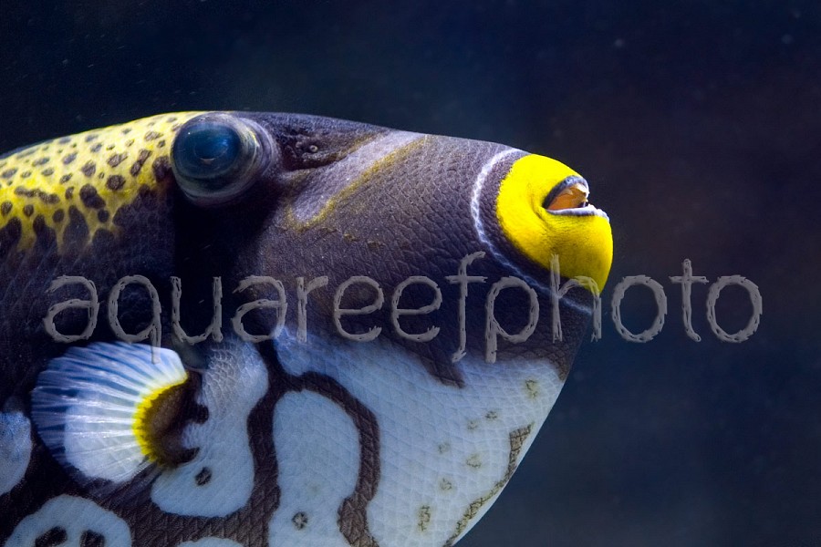 Balistidae/Triggerfish « Aqua Reef Photo – Marine Photo Database & Resource