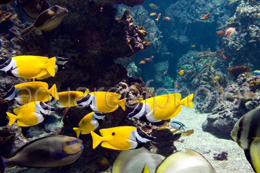 Siganidae/ Rabbitfish « Aqua Reef Photo – Marine Photo Database & Resource