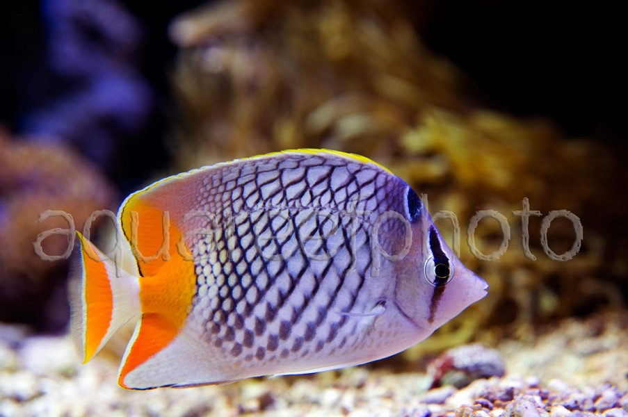 Chaetodontidae/Butterflyfish « Aqua Reef Photo – Marine Photo Database ...