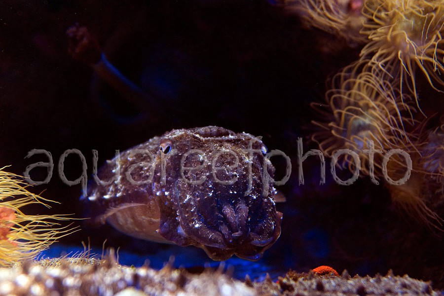 Sepiidae/Cuttlefish « Aqua Reef Photo – Marine Photo Database & Resource