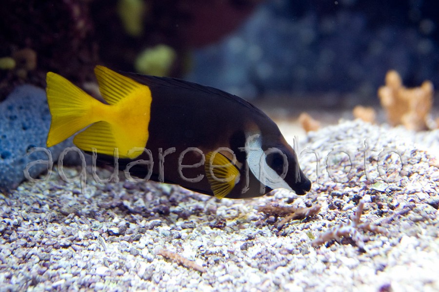 Siganidae/ Rabbitfish « Aqua Reef Photo – Marine Photo Database & Resource
