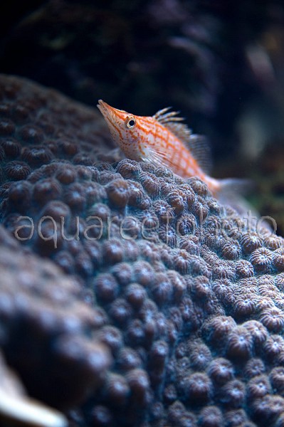 Cirrhitidae/Hawkfish « Aqua Reef Photo – Marine Photo Database & Resource