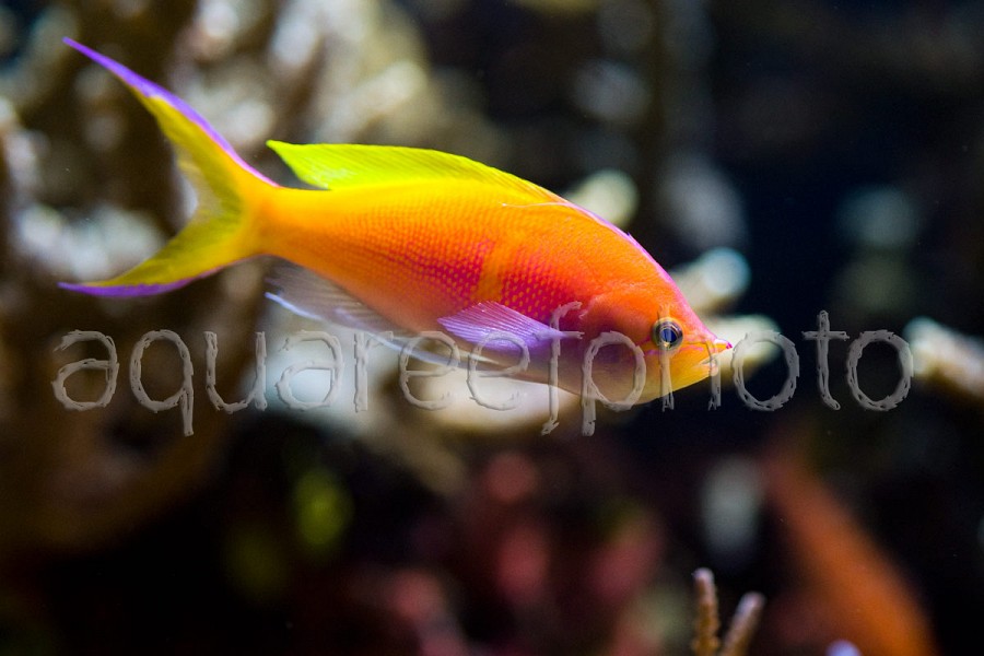 Anthiinae/Anthias « Aqua Reef Photo – Marine Photo Database & Resource
