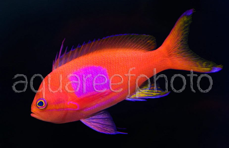 Anthiinae/Anthias « Aqua Reef Photo – Marine Photo Database & Resource