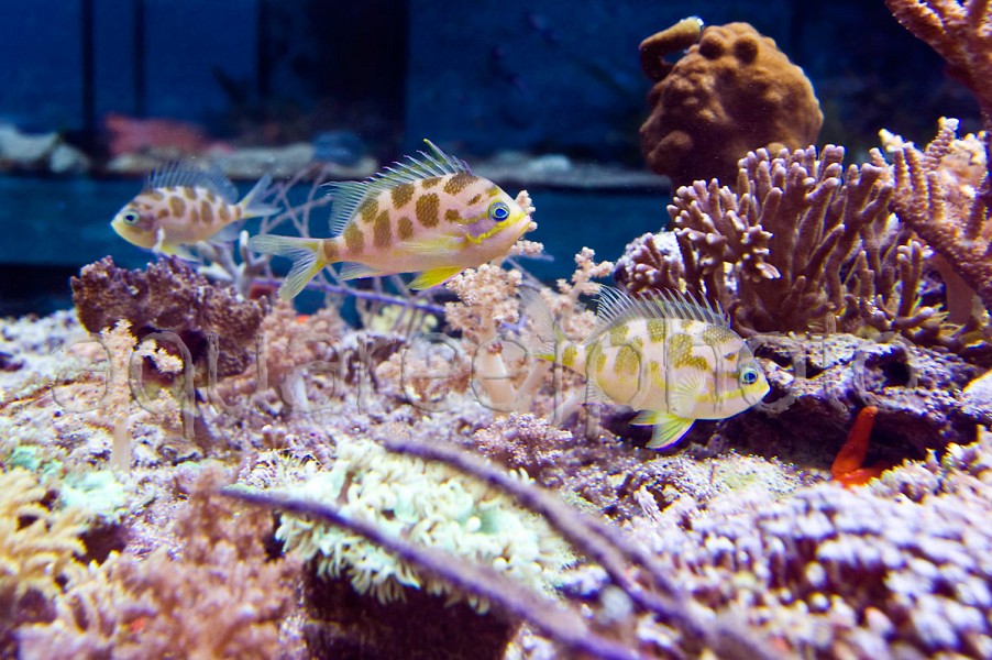 Anthiinae/Anthias « Aqua Reef Photo – Marine Photo Database & Resource