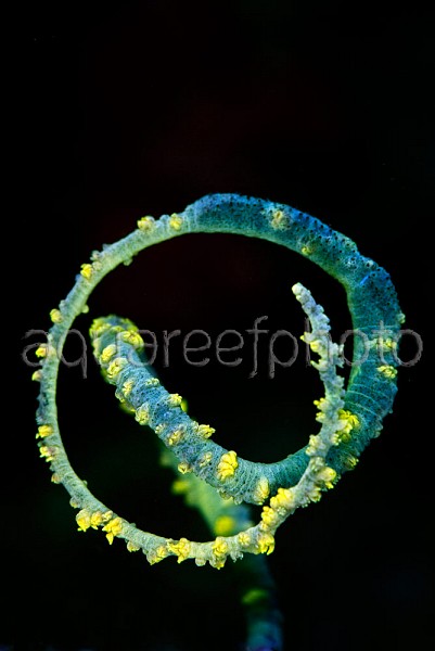 Antipatharia / Black Coral « Aqua Reef Photo – Marine Photo Database ...