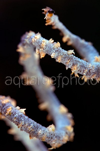 Antipatharia / Black Coral « Aqua Reef Photo – Marine Photo Database ...