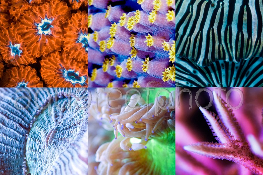 Corallimorpharia « Aqua Reef Photo – Marine Photo Database & Resource