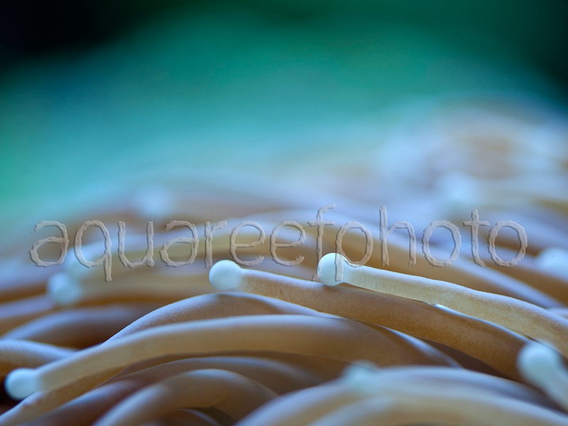 Fungiidae « Aqua Reef Photo – Marine Photo Database & Resource