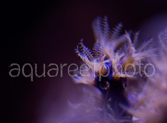 Muriceopsis flavida 01 « Aqua Reef Photo – Marine Photo Database & Resource